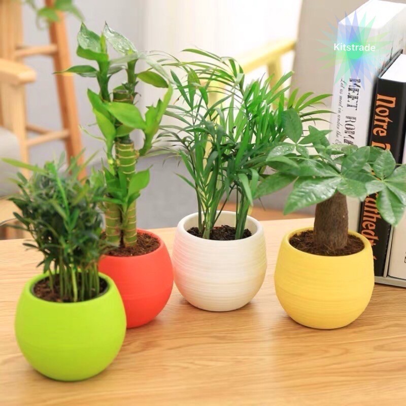 Pasu Bunga Cerai Air Flower Vase Water/Land Separate花瓶水土分离系统 | Shopee ...