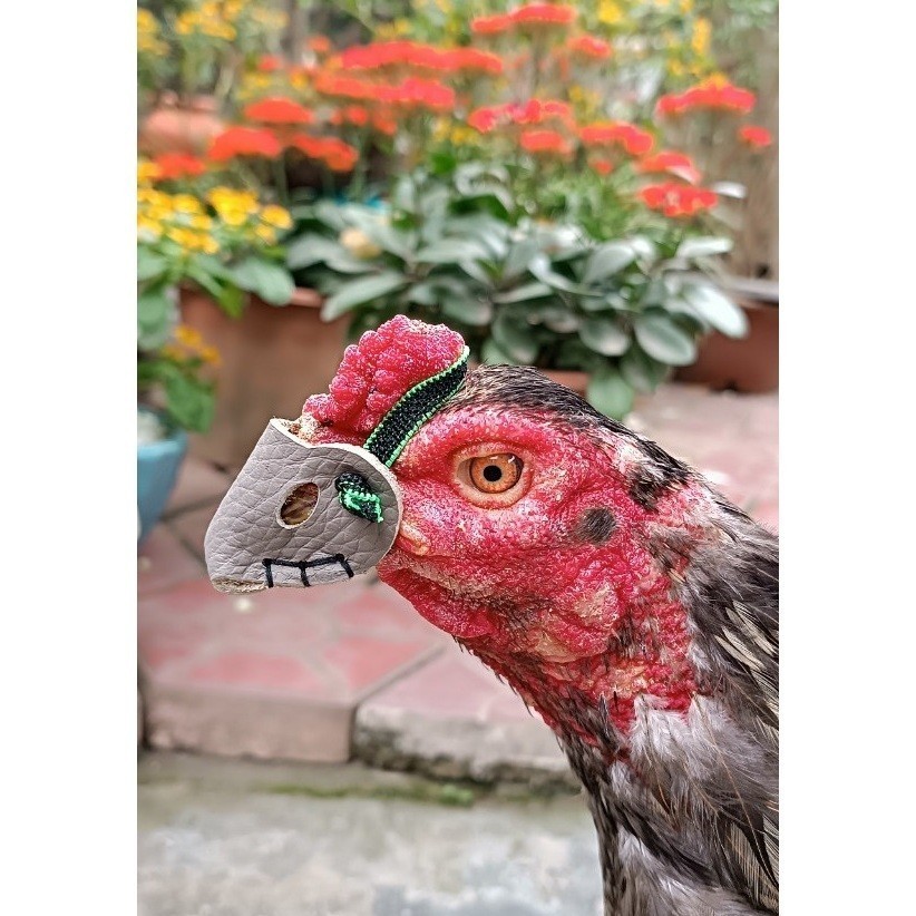 Combo 1,2,3,10 Pairs of Fighting Cock Beak Covers. Cover chicken beaks ...