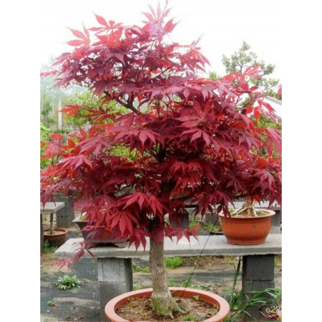Anak Benih Pokok Maple Merah Empat Musim Bunga Berpasu Balkoni Taman ...