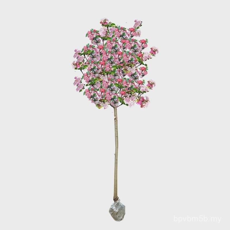 Xifu Begonia Flower Sapling Ground Planting Shredded Begonia North ...