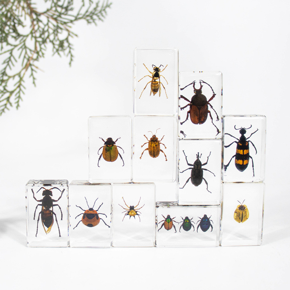 Educational Insect Resin Specimen New Real Specimens Transparent Spider ...