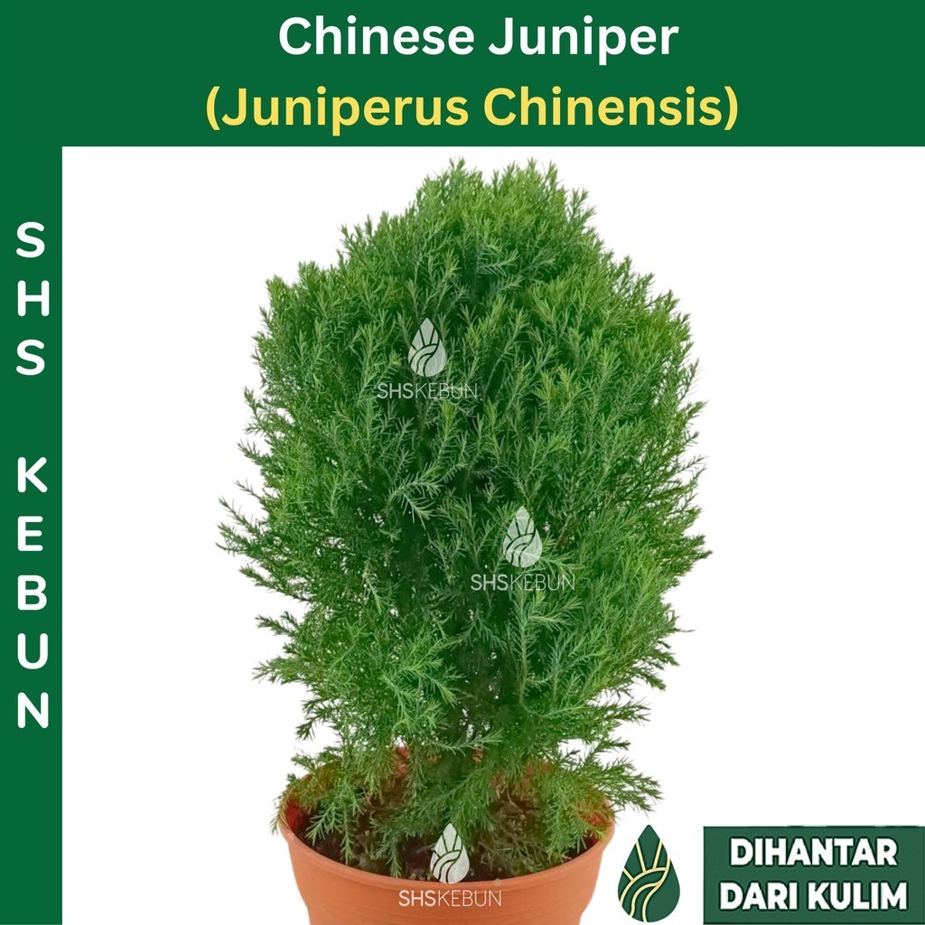 Pokok Pine Juniperus Bonsai Cupressaceae Juniperus Gaussenii Christmas ...