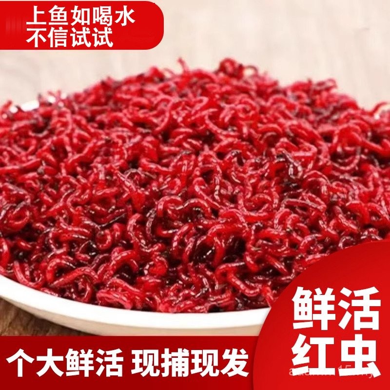 Fresh Red Worm Extra Large Male Worm Live Bait Feeding Bait Pull Bait ...