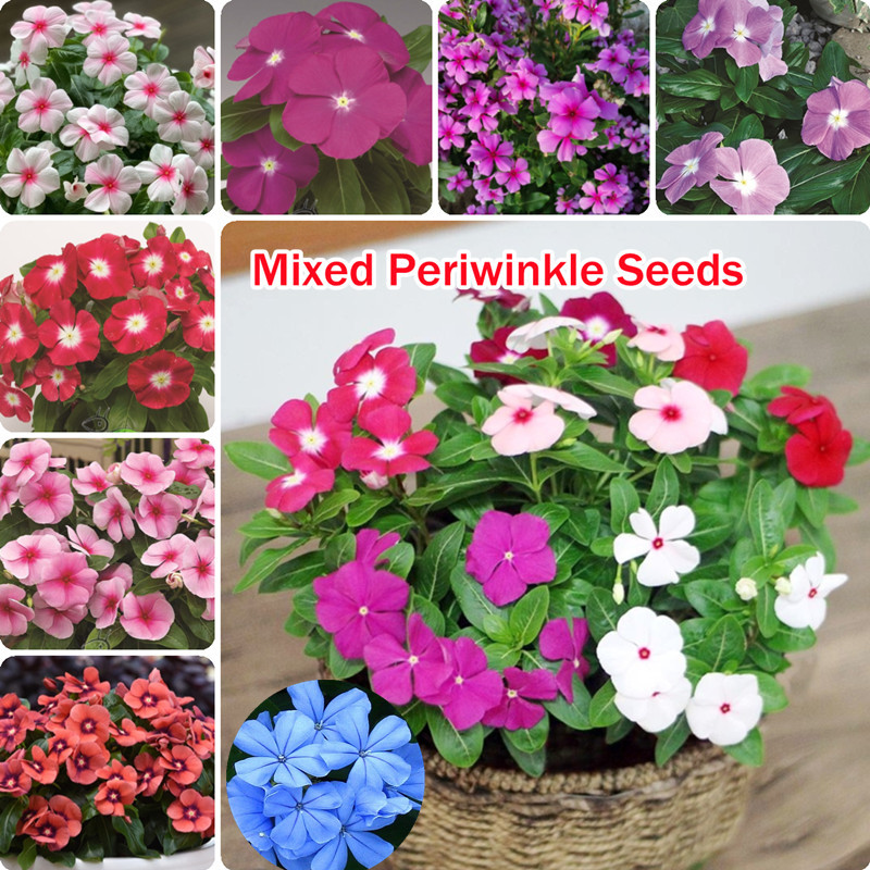 Ready Stock 100 Seeds Rare Periwinkle Flower Seeds Benih Pokok Bunga ...
