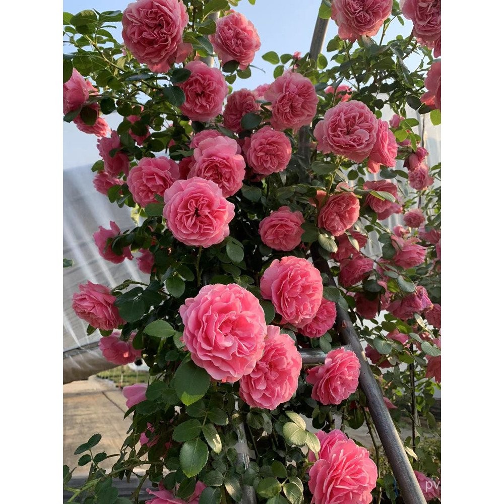 Rose Seedling Climbing Vine Plant Courtyard Fragrant Wall Climbing Rose ...