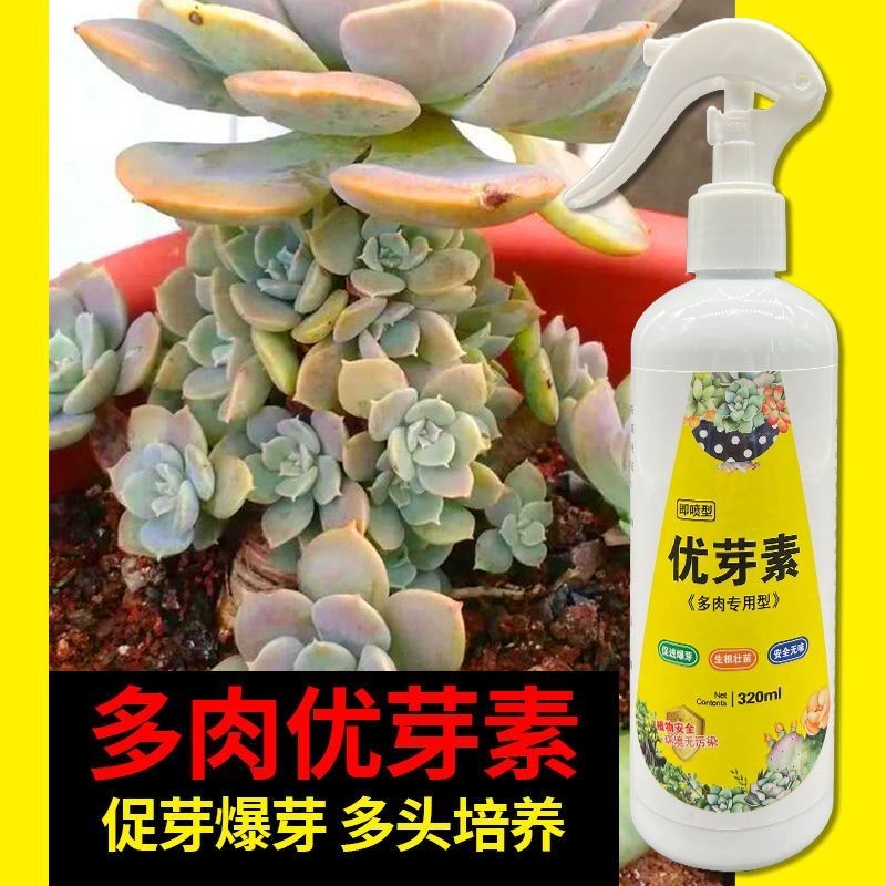 Succulent Sprouting Sprouting Sprouting Sprouting Sprouting Sprouting ...
