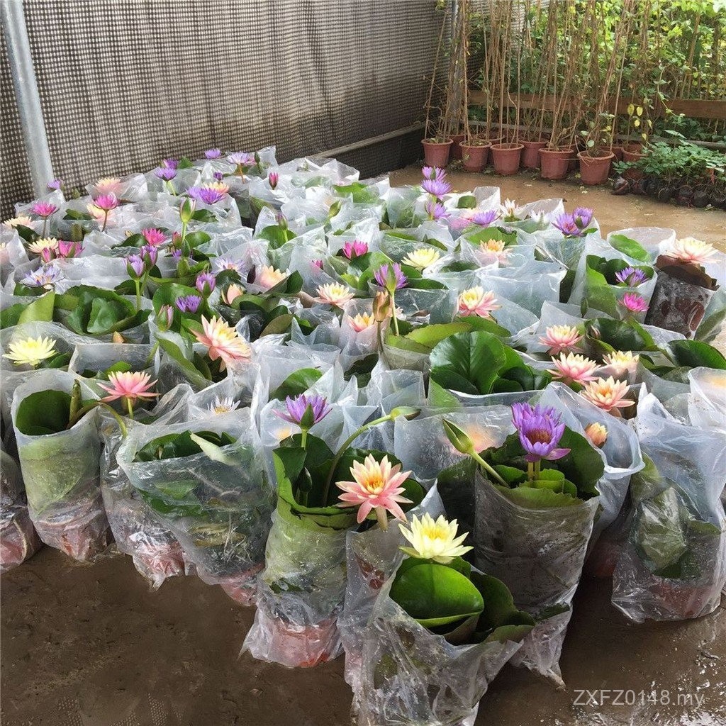Lotus Hydroponic Plants with Buds Hydroponic Flowers Courtyard Soil#水池塘 ...