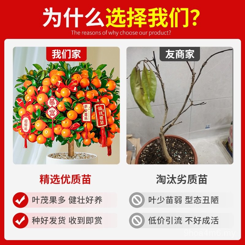 Pokok Kumquat Berpasu Kecil Oren Ruang Tamu Anak Pokok Boleh Dimakan ...