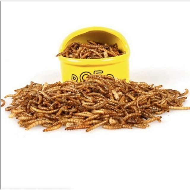 30G Dried Worms for Birds Dry Worms for Rats Dry Worms for Fighting ...