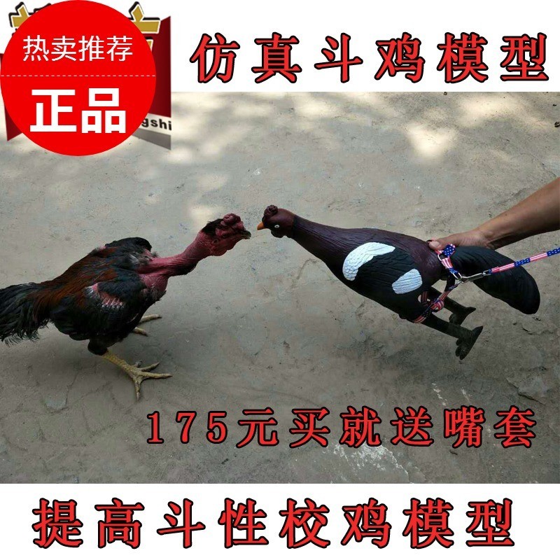 Fighting Chicken Supplies Fighting Chicken Model Fighting Chicken ...