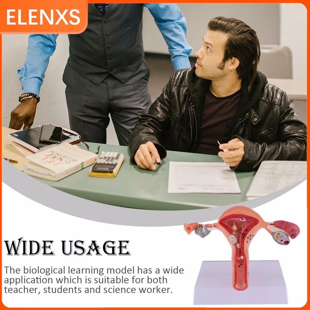 Female Uterus Structure Biological Learning Models Experiment Aid ...