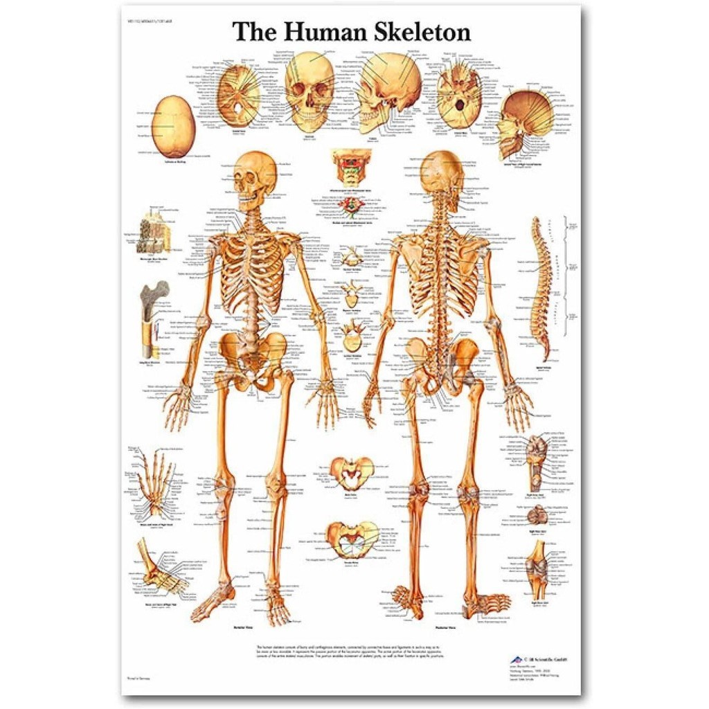 The Human Skeleton Posters Medicine Wall Art Anatomy Education Canvas ...