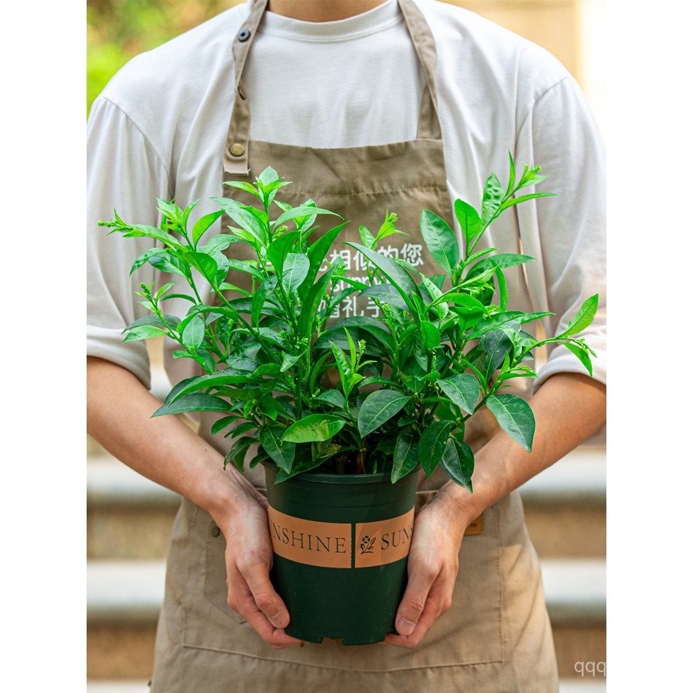 Night Laixiang Flower Sapling Potted Outdoor Villa Courtyard Four ...