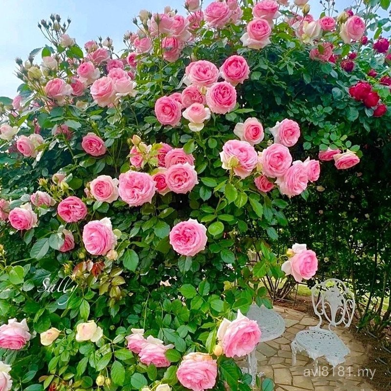 Anak Benih Mawar Anggur Bunga Mawar Besar Sepanjang Musim Taman Mekar ...