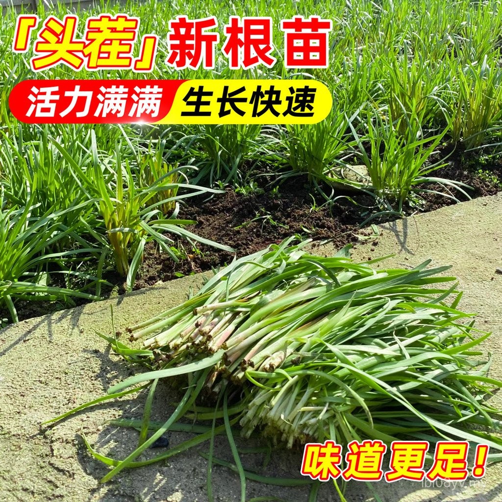 Four Seasons Leek Root Seeds Purple Roots Red Roots Big Leaves Wide ...