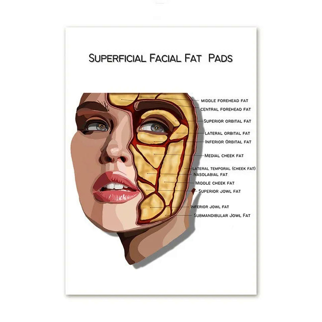 Educational Face Anatomy Poster Facial Muscles and Veins Skin Beauty ...