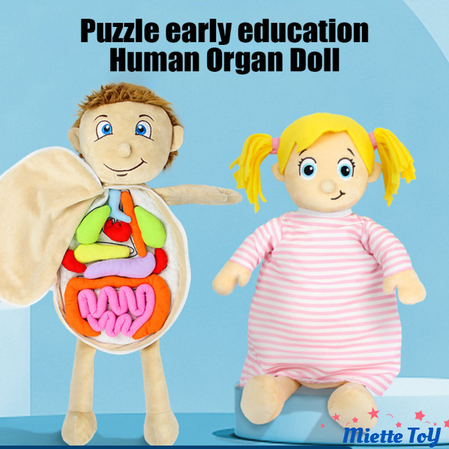 MIE Human Body Model Organ Anatomy Plush Toy Learning Organ Teaching ...