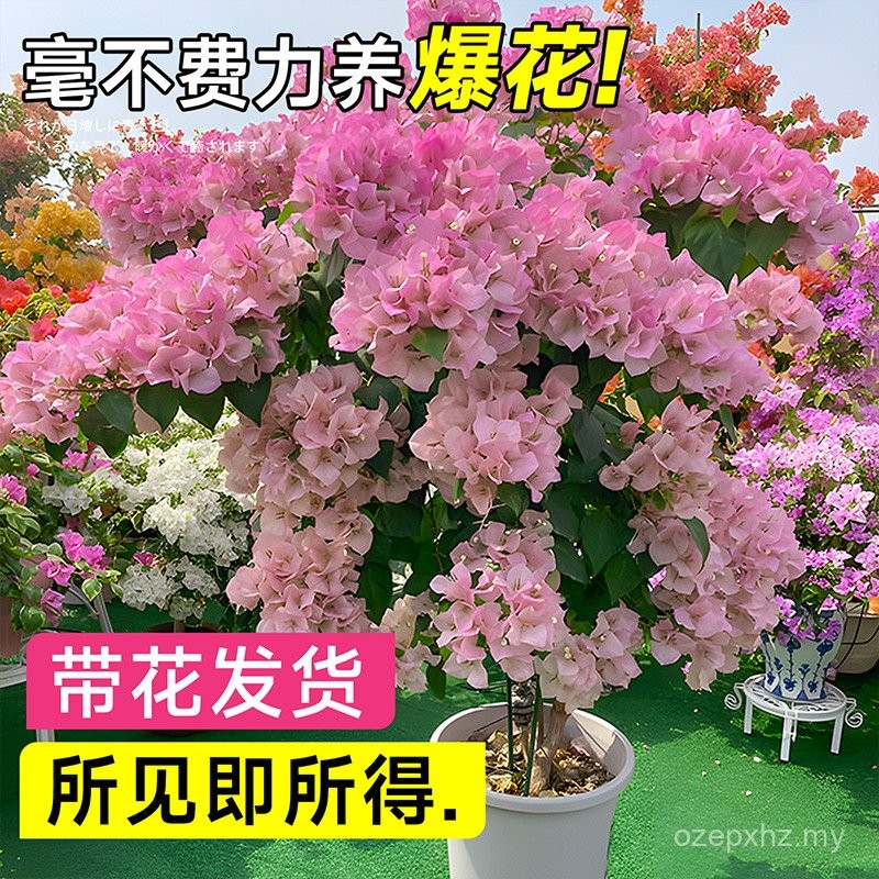 Tanaman Berpasu Bougainvillea dengan Bunga Tunggul Lama Anak Benih ...