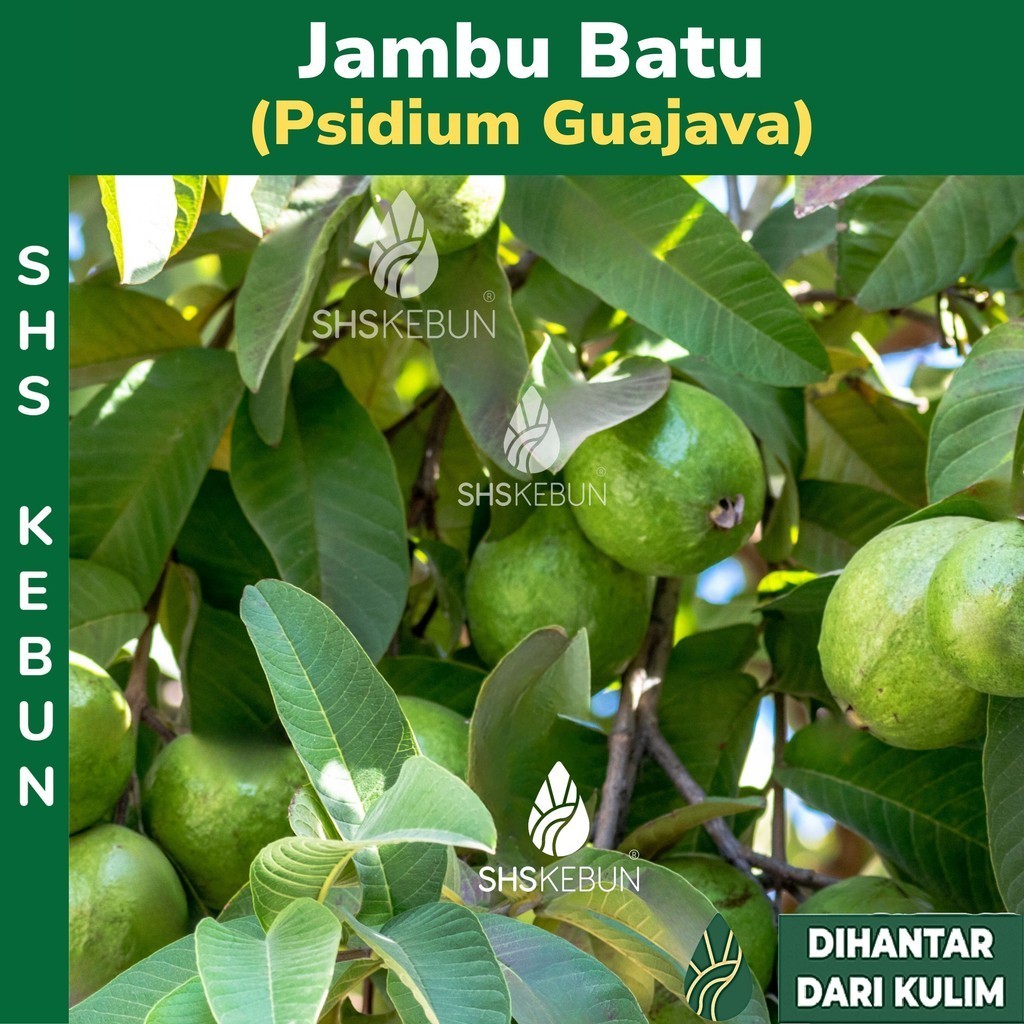 Pokok Jambu Batu Merah/Jambu Lohan Buah Besar/ Red Guava Live Plant ...