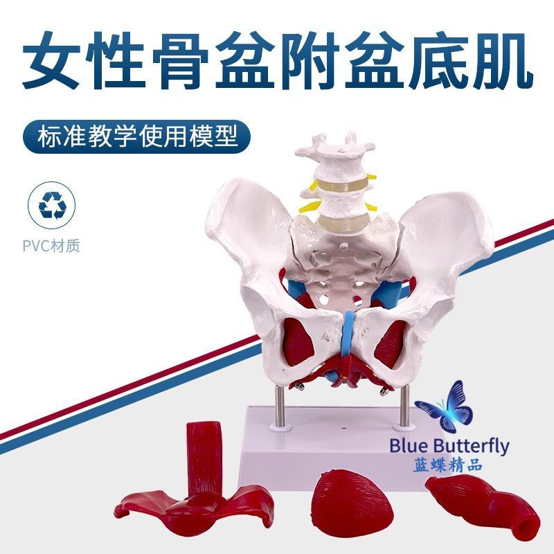 Movable Female Pelvic Model Pelvic Joint Pelvic Pelvic Pelvic Structure ...