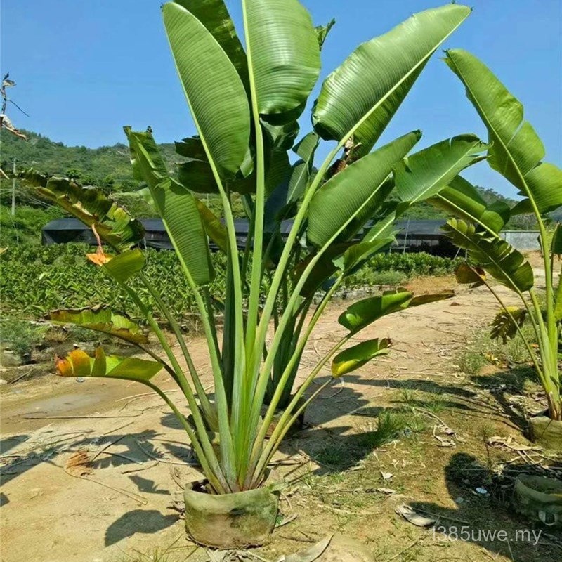 Anak Benih Kehijauan Halaman Anak Benih Pokok Palma Pengembara Anak ...