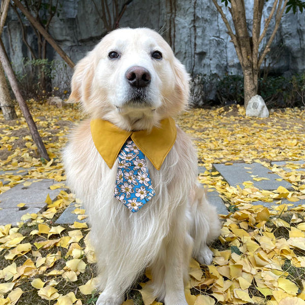 cat dress cat clothes dog clothes dog halloween costume Dog Scarf Pet ...