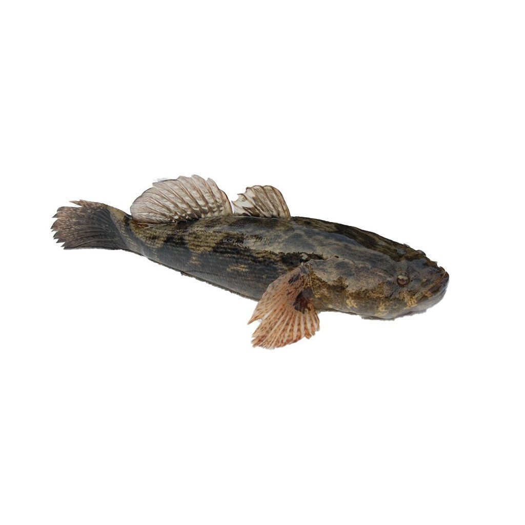 Soon Hock 顺壳 (Whole Fish) | Shopee Malaysia