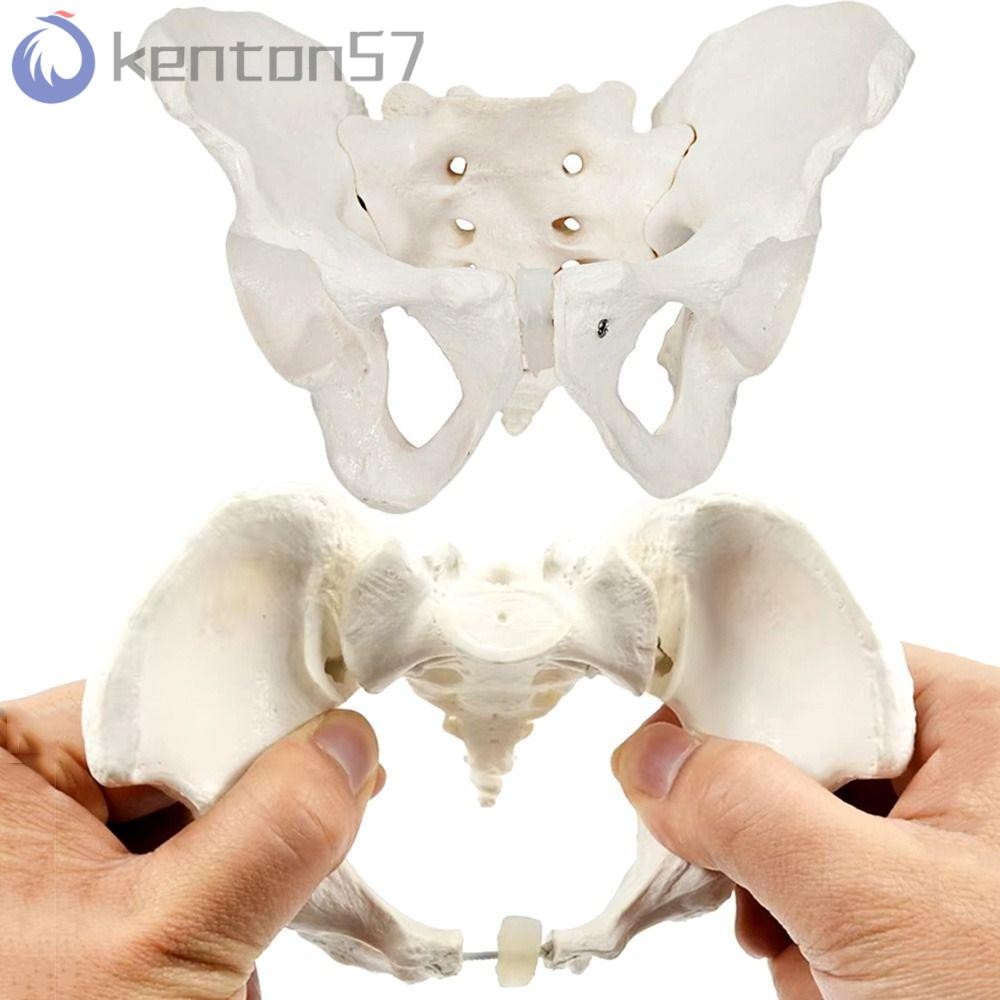 KENTON Mini Pelvis Model, 1:2 Size Pelvis Movable Femur Heads Female ...