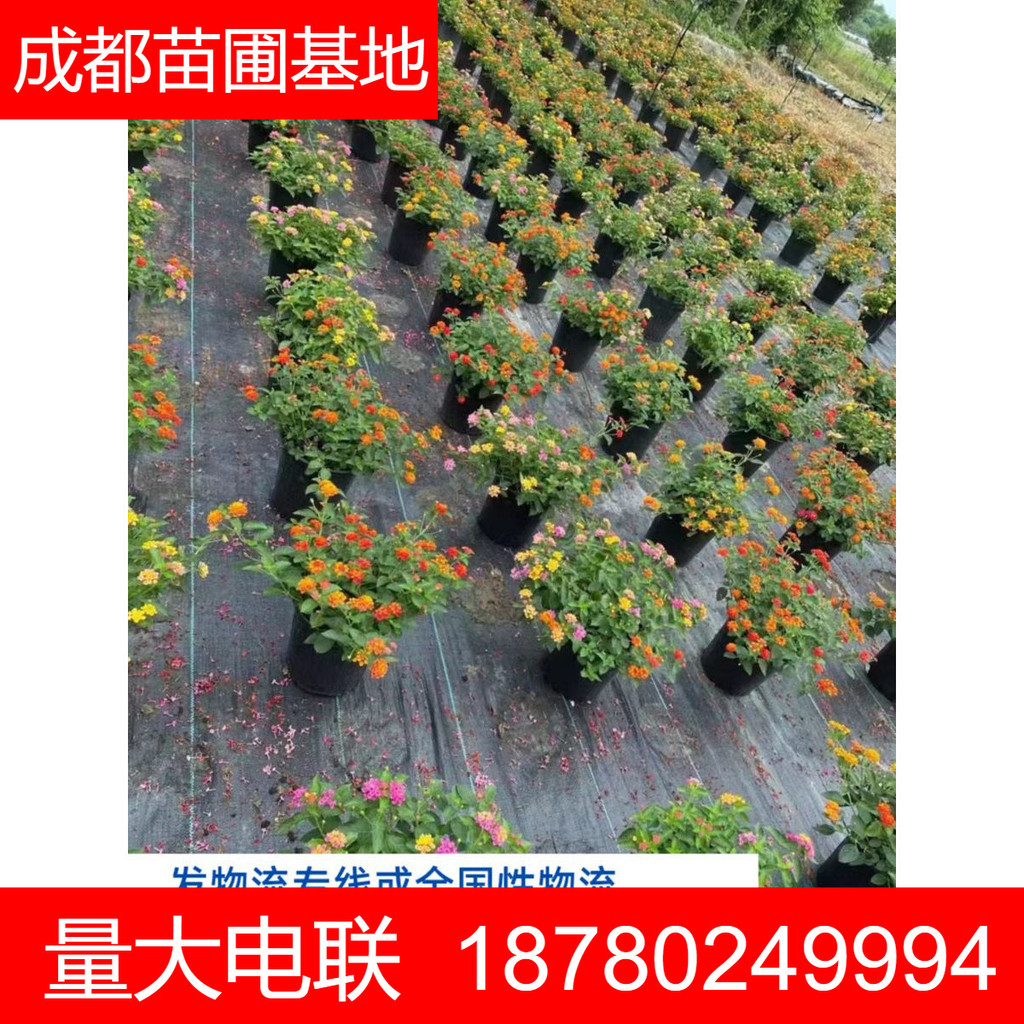 Plum lima warna, bonsai, kayuan, bunga, Lantana, berbunga dalam empat ...