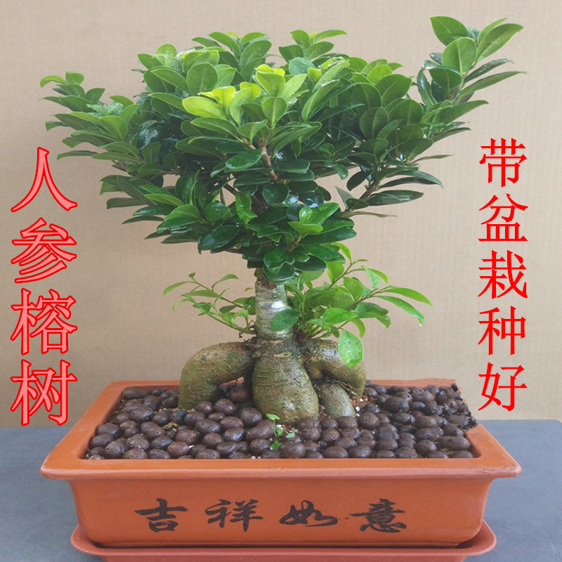 Ginseng pokok ara Bonsai Old Pile Big Green Planting Little Ficus bunga ...