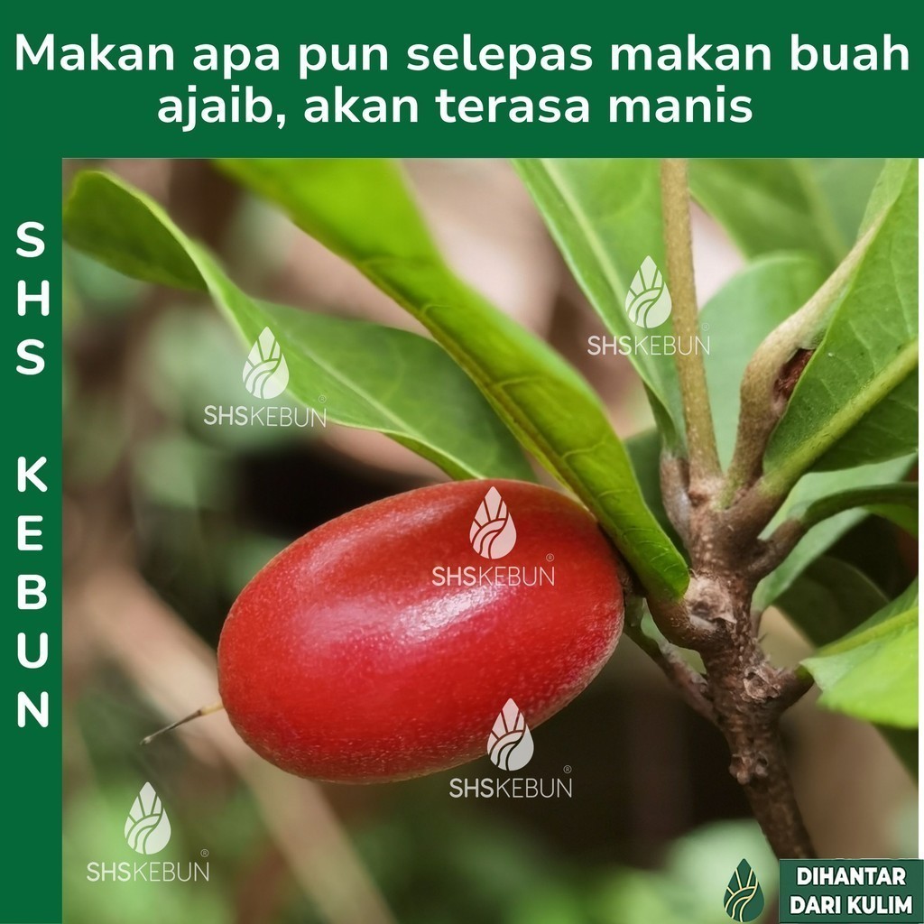 Pokok Ajaib Miracle Berry Miracle Fruit Buah Ajaib 神秘果 神奇果 Live Plant ...