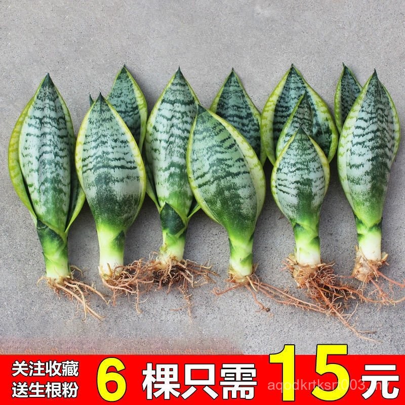 Phnom Penh Tiger Pilan Potted Plants Indoor Flowers Living Room Large ...