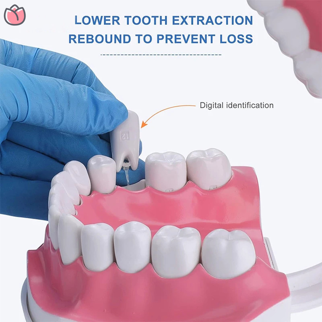 Children's tooth model 2 times brushing model Large tooth model with ...