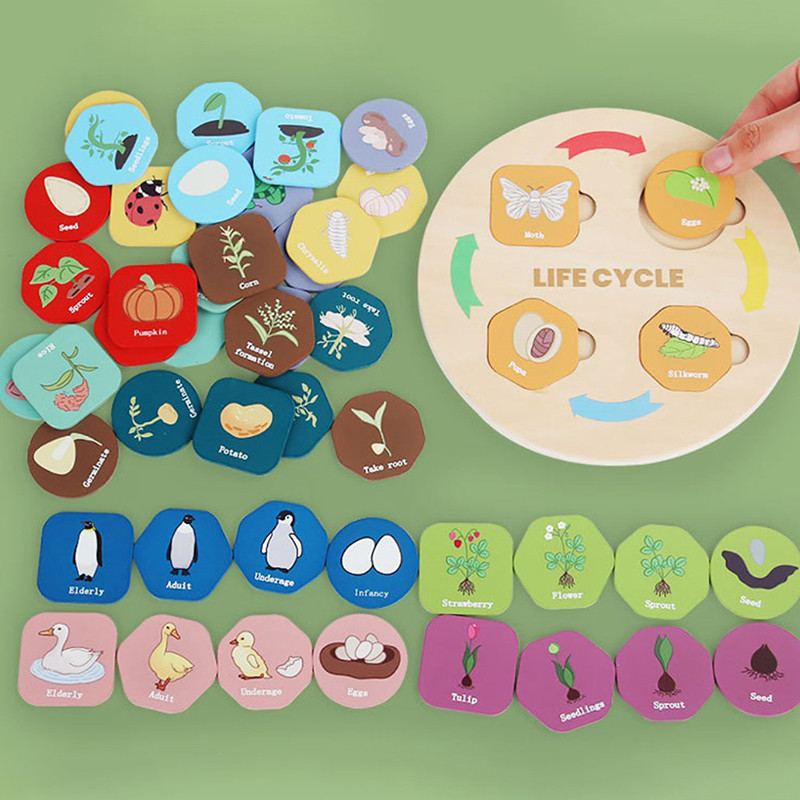 [MMBB] Life Cycle Board Montessori Kit Biology Science Education For ...