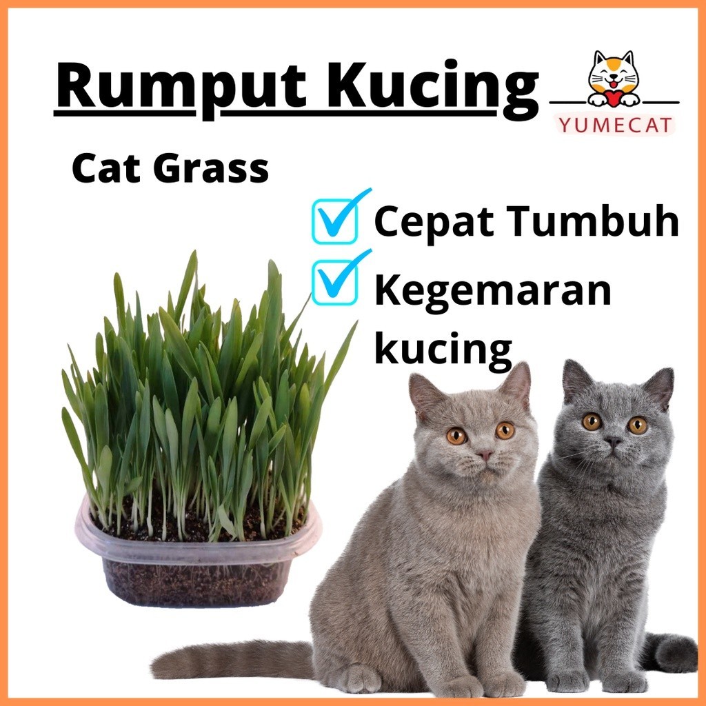 YUMECAT Rumput Kucing - Cat grass ( biji benih ) Cat Wheat Grass Pet ...
