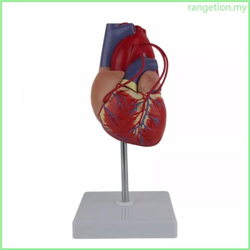 RAN Human Heart Anatomy Model with Display Holder Base 1 1 Life Size ...