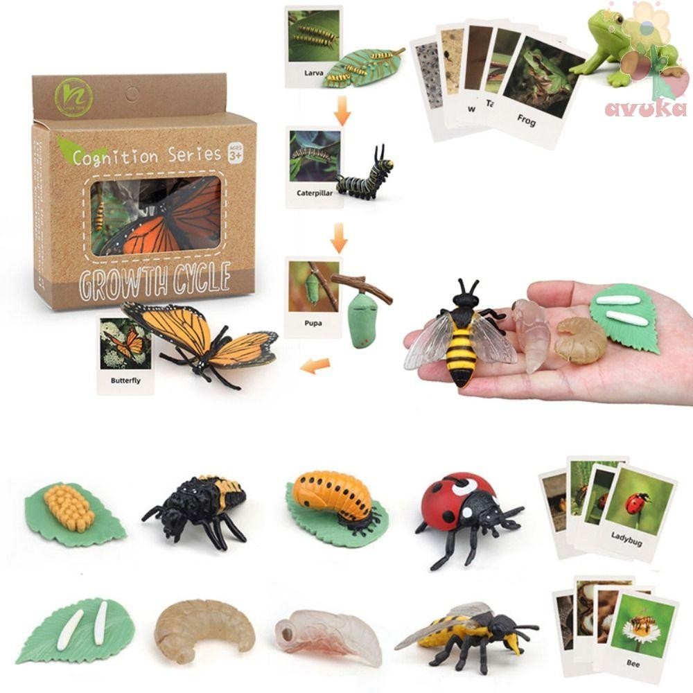 AVUKA Animal Life Cycle Children Toys Teaching Aids Science Toy ...