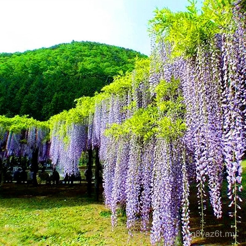 Anak Benih Pokok Pasu Lama Anak Benih Bunga Wisteria Memanjat Tumbuhan ...