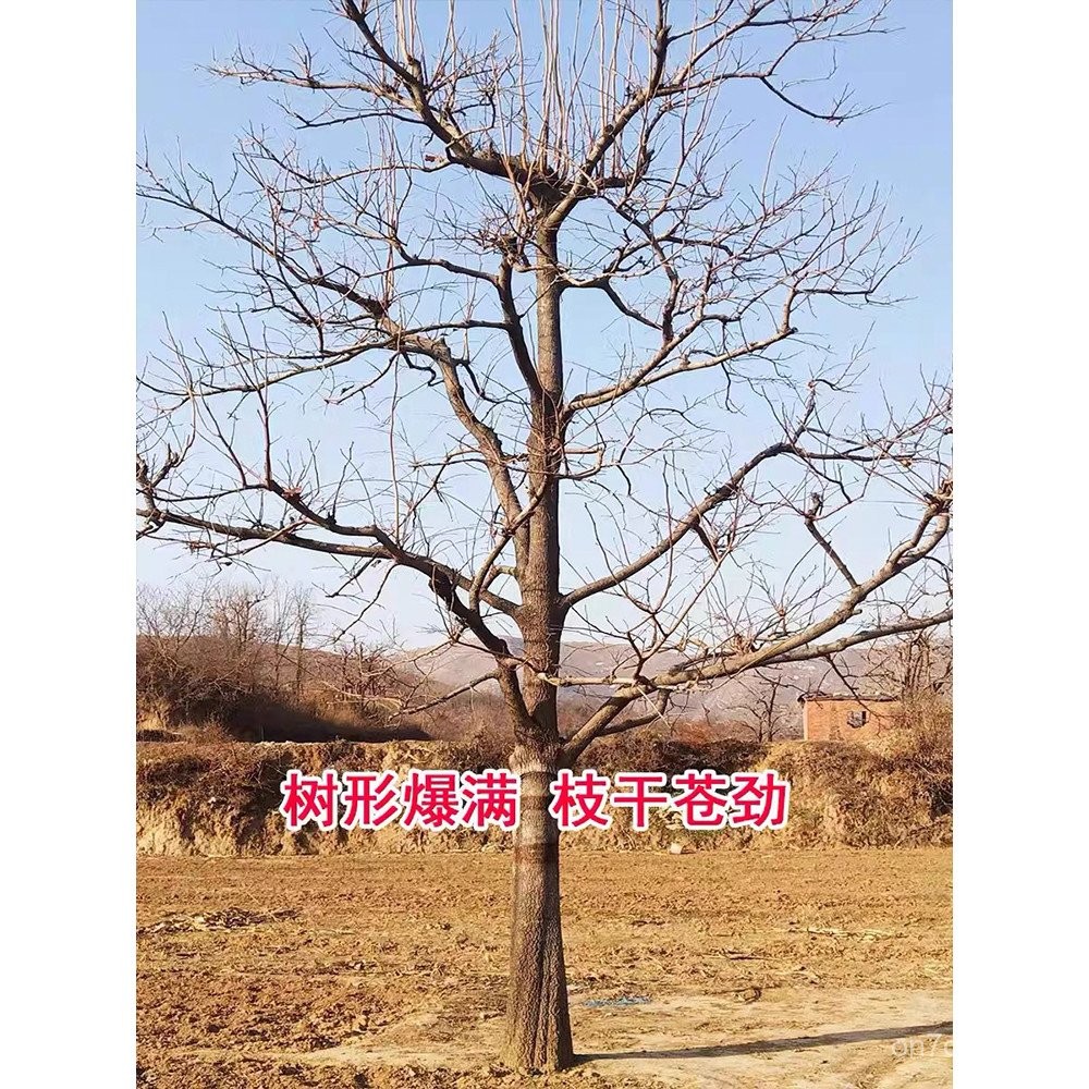 Extra Large Crispy Sweet Persimmon Tree Fruit Seedling Grafted Tree ...