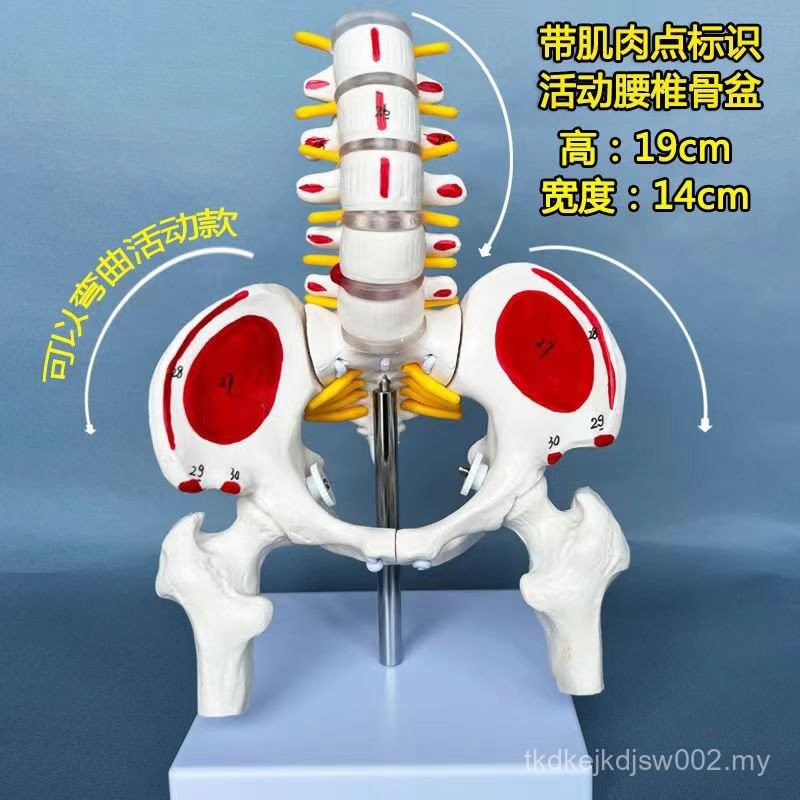 Human Lumbar Spine Pelvic Model Joint Medicine Movable Bone Small ...