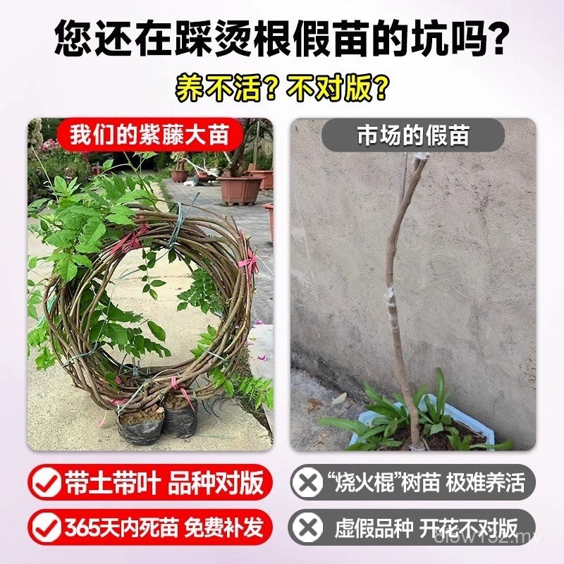Anak benih bunga wisteria balkoni halaman rumah memanjat tumbuh ...