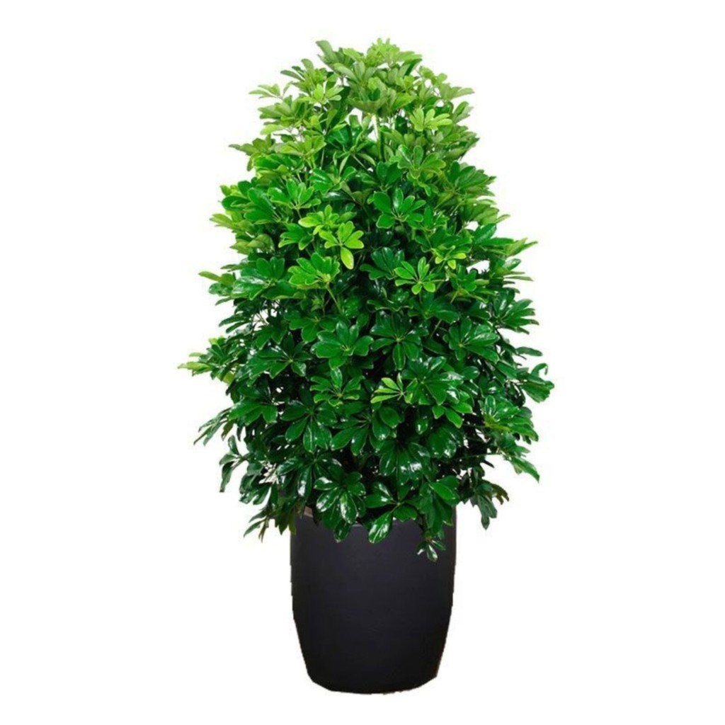 Pokok Fortune Seluruh Bandar Zhengzhou Pokok Wang Pokok Wang Pejabat ...