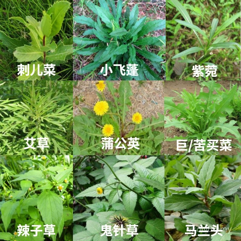 Guoguang Judo Dichloropropyl Acetate untuk Mencegah dan Mengawal Rumpai ...