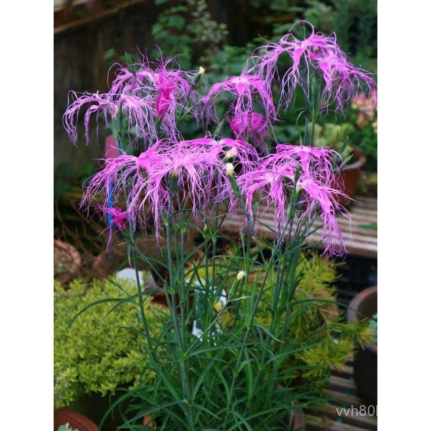 Lu Garden Little Gardener * Buluh Batu Oxalis Pelbagai Warna "Ise ...