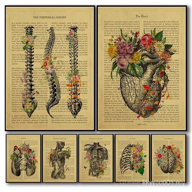 Human Heart/Vertebral Column Anatomy Illustration Poster Medical Dental ...