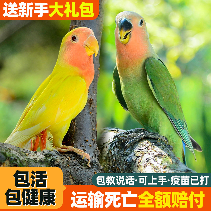 Liang Shan Bo Peony Parrot Burung Hidup yang dibesarkan dengan tangan ...