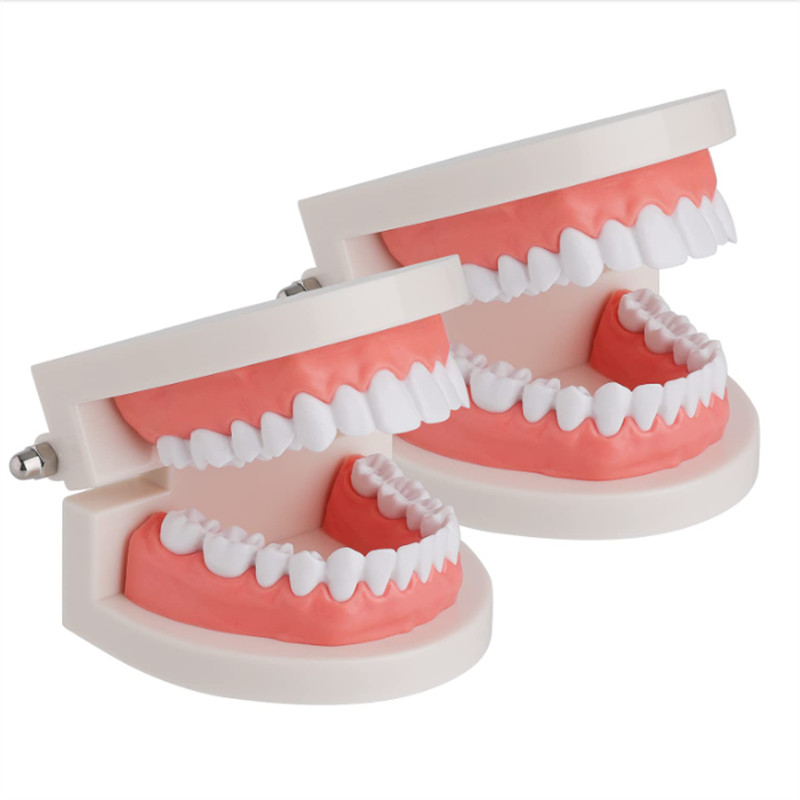 Dental Standard Teeth Model - Dental Mouth Model Human Teeth Model ...