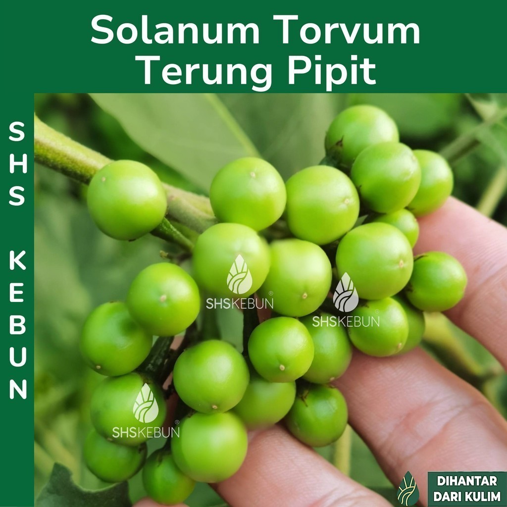 Pokok Terung Pipit Solanum torvum Turkey berry Sundakkai Mini eggplant ...