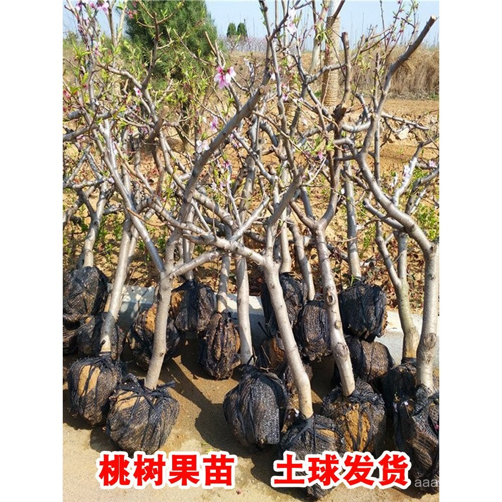 Extra Large Peach Tree Fruit Seedling with Soil Grafted Winter Peach ...