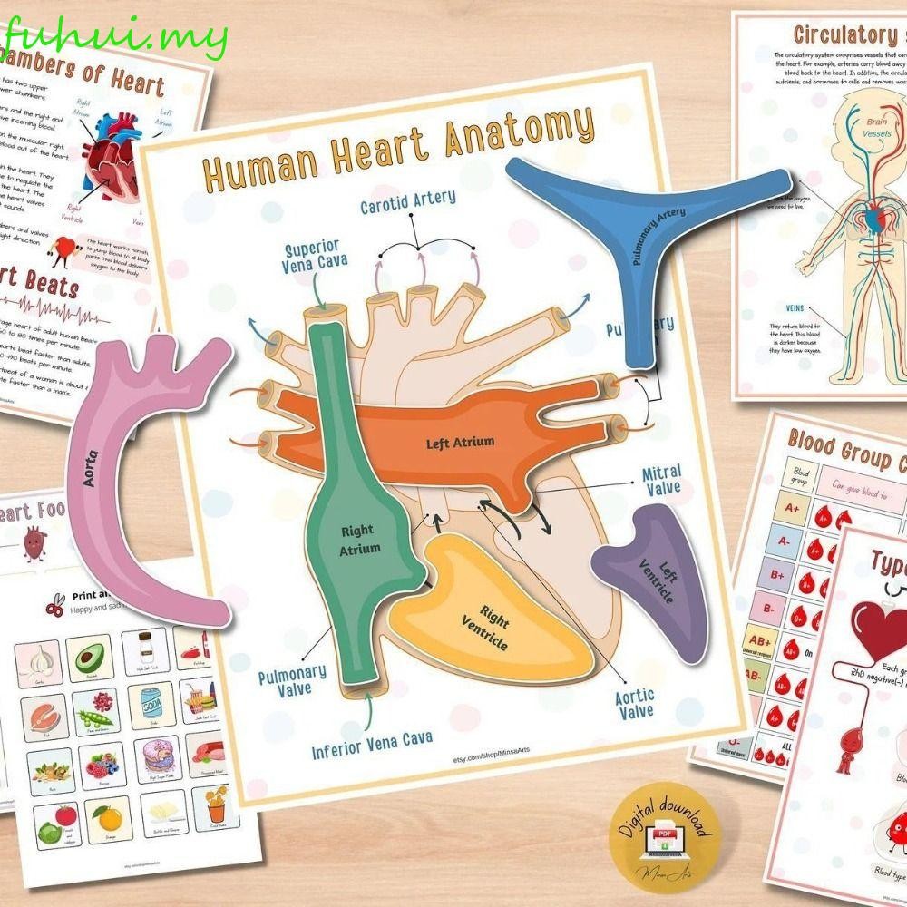 FUHUI Human Organ Match Quiet Book, Paper Interactive Human Anatomy ...